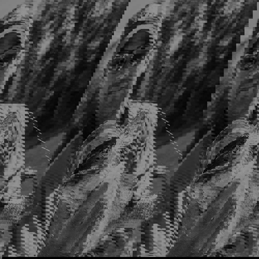 Throwing a Crankbait vs. Swimbait During the Spawn and Shad Spawn ...