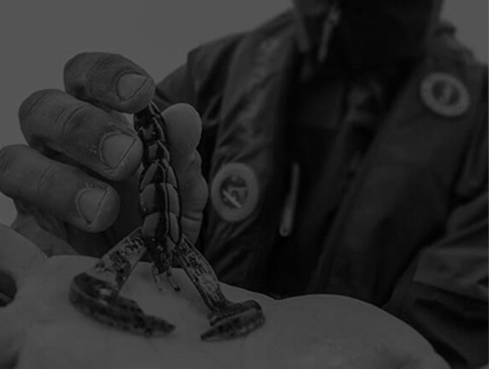 Rage Tail Baits | Strike King Lure Company